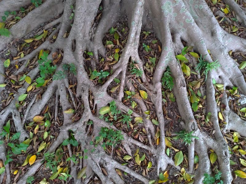 Ground Tree Roots stock image. Image of textures, natural - 175887287