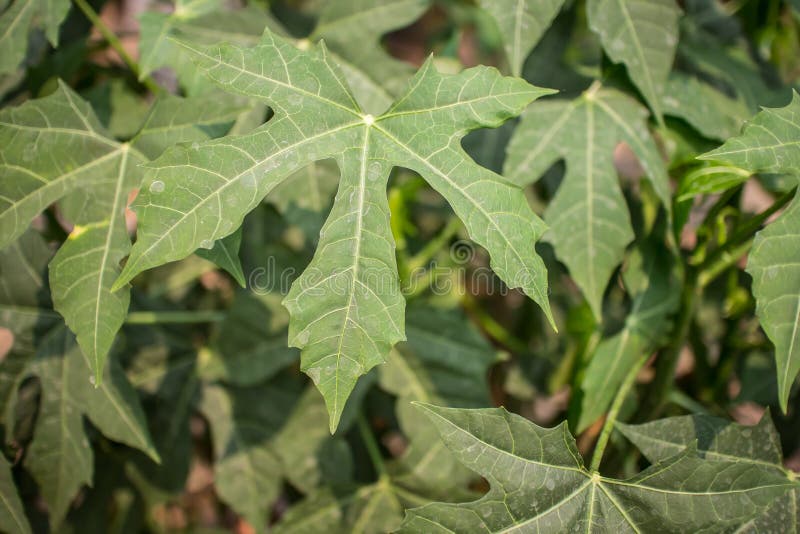 Closeup of Tree Spinach or Chaya Plants Stock Image - Image of shrub ...