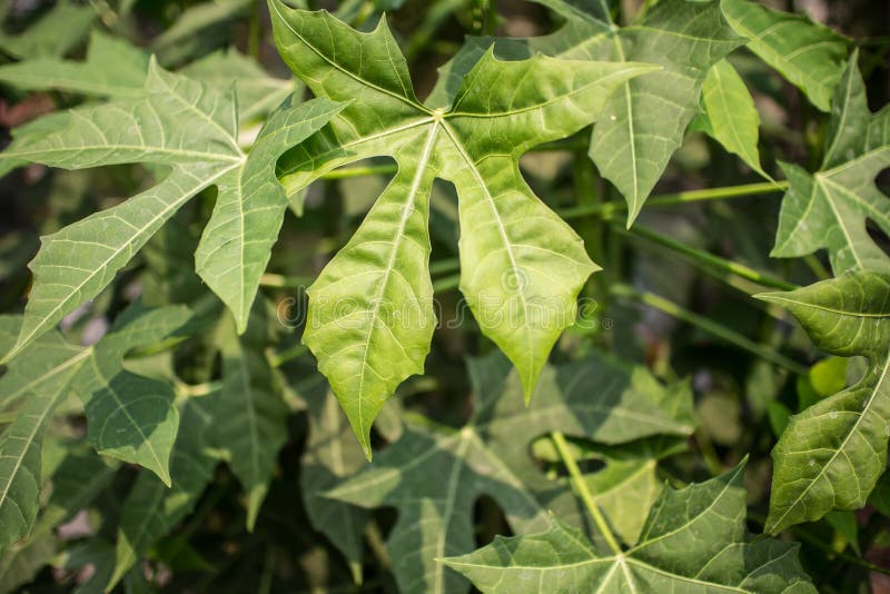 Closeup of Tree Spinach or Chaya Plants Stock Image - Image of shrub ...