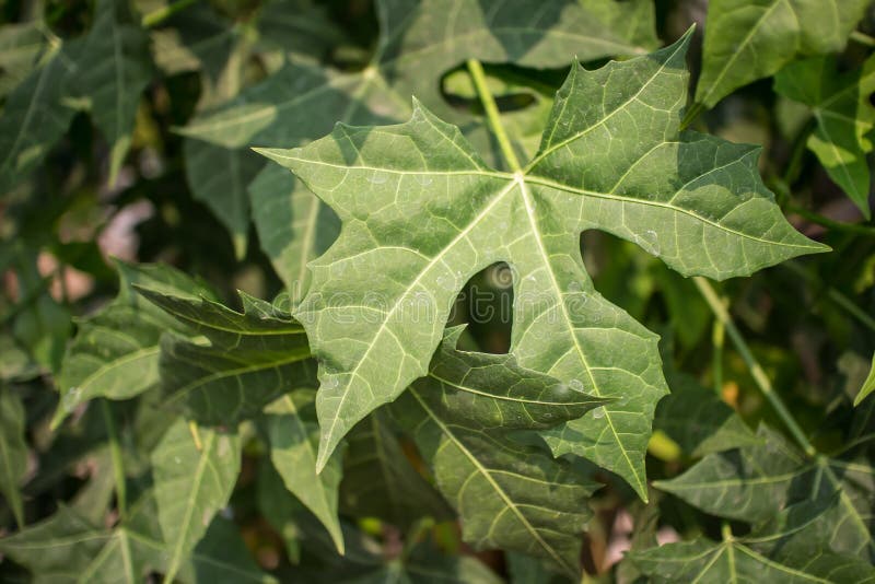 Closeup of Tree Spinach or Chaya Plants Stock Image - Image of shrub ...
