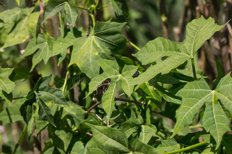 Closeup of Tree Spinach or Chaya Plants Stock Image - Image of edible ...