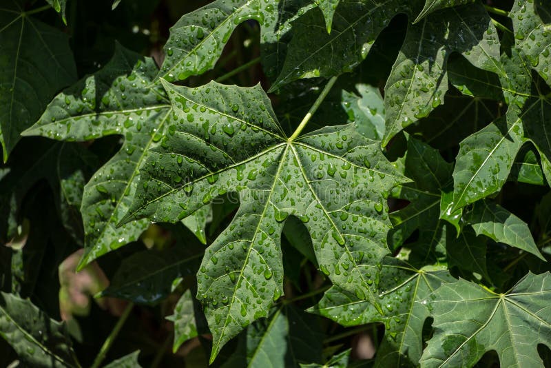 Closeup of Tree Spinach or Chaya Plants Stock Image - Image of healthy ...