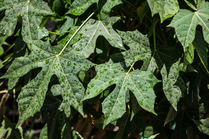 Closeup of Tree Spinach or Chaya Plants Stock Image - Image of shrub ...