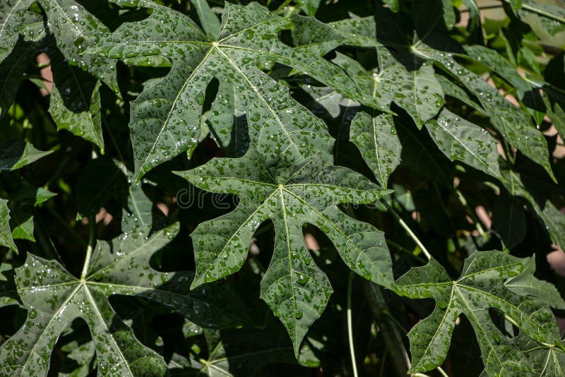 Closeup of Tree Spinach or Chaya Plants Stock Image - Image of shrub ...