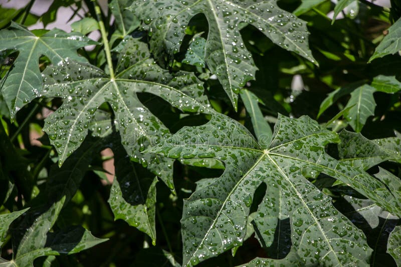 Closeup of Tree Spinach or Chaya Plants Stock Image - Image of shrub ...