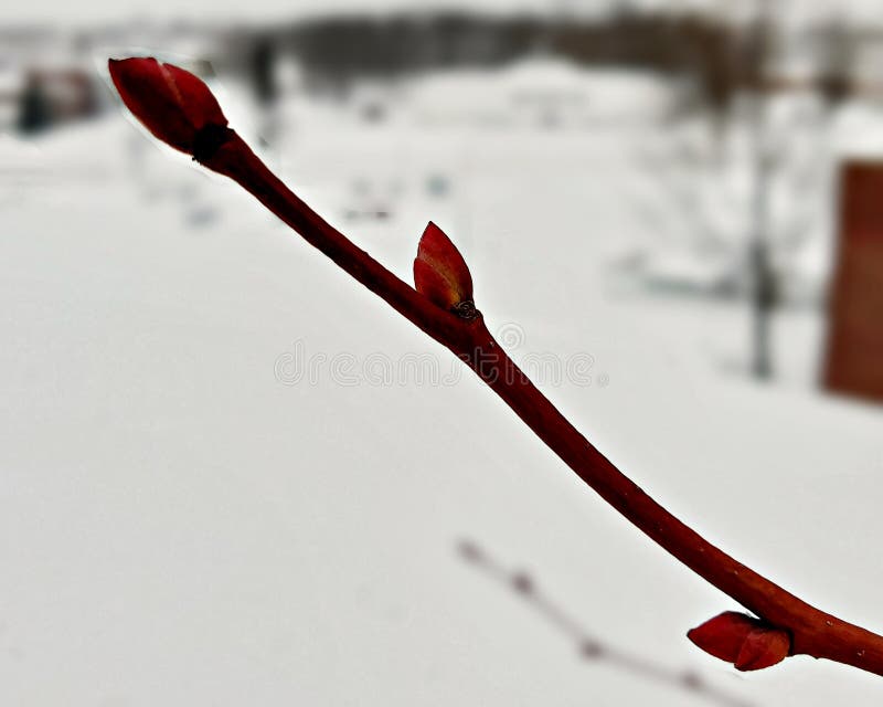 Tree sprouts for next year stock photo. Image of frost - 351550006