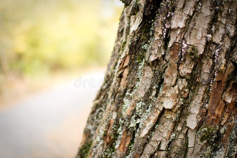 Closeup of Tree Stem in Forest Stock Photo - Image of forest, autumn ...