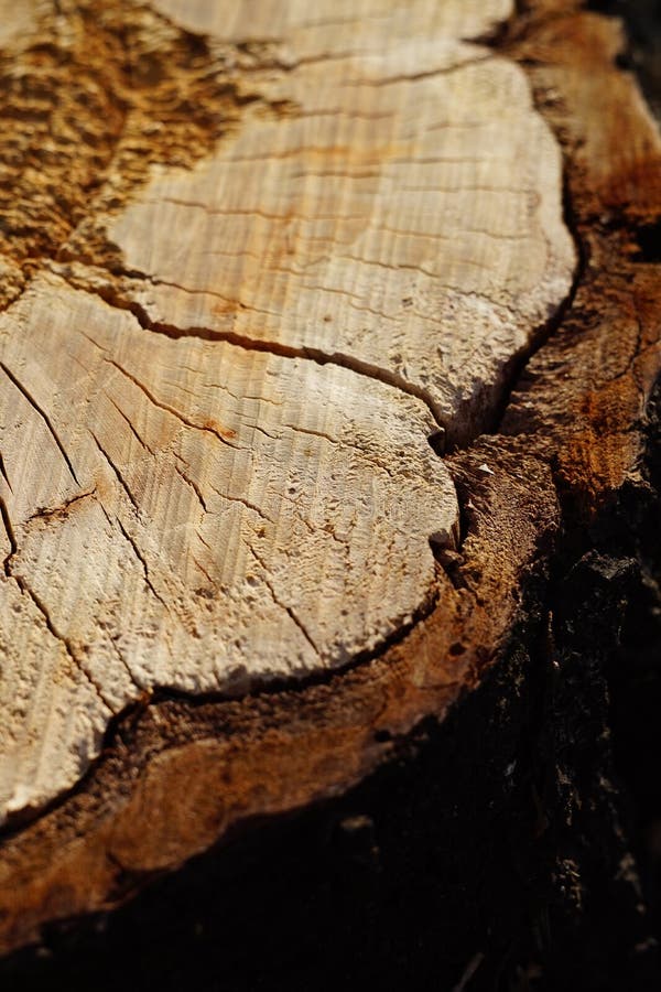Closeup Tree Stump with Bark in Cracks Stock Photo - Image of forest ...