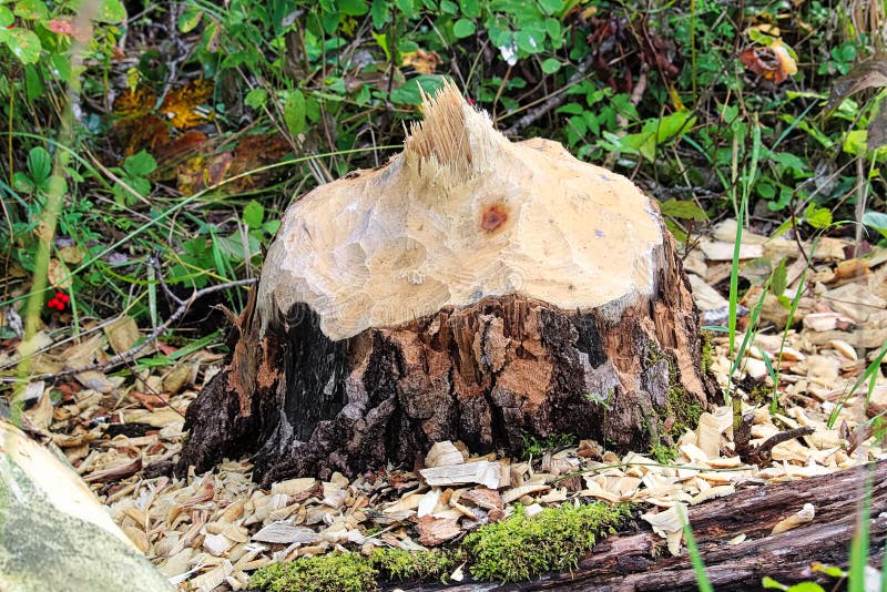 Closeup of a Tree Stump Chewed by a Beaver Stock Image - Image of stump ...