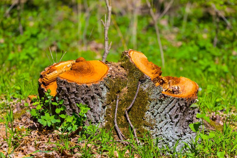 Closeup Tree Stump in Forest Stock Image - Image of resource, timber ...
