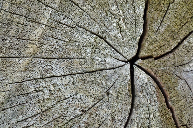 Closeup Tree Stump Texture for Background Stock Image - Image of cross ...