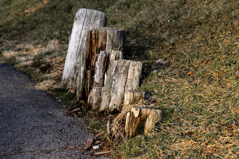 Closeup of Tree Stumps on Green Grass Along an Asphalt Road Stock Photo ...