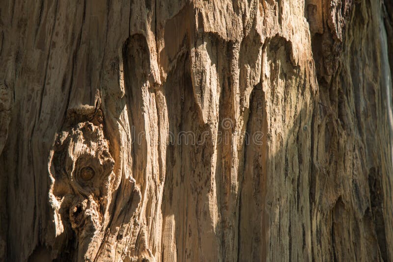 Closeup of tree surface stock photo. Image of natural - 48015562