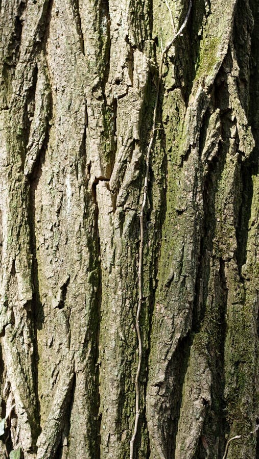 Closeup of Tree Trunk Crust Stock Image - Image of color, park: 53199597