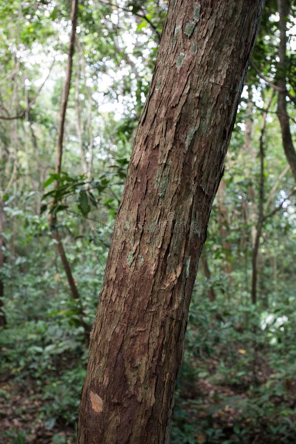 Closeup of Tree Trunk in Dry Tropical Evergreen Forest. Stock Image ...