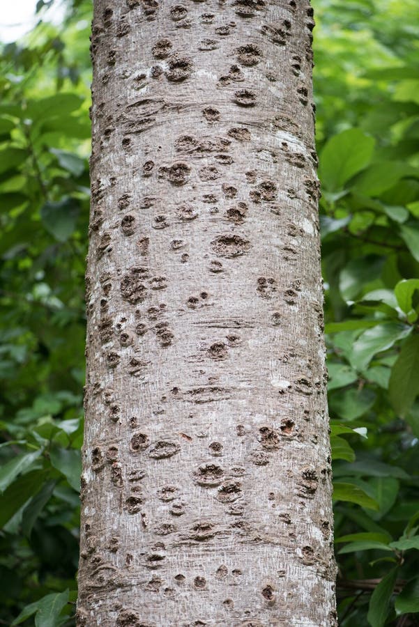 929 Dry Tropical Evergreen Forest Stock Photos - Free & Royalty-Free ...