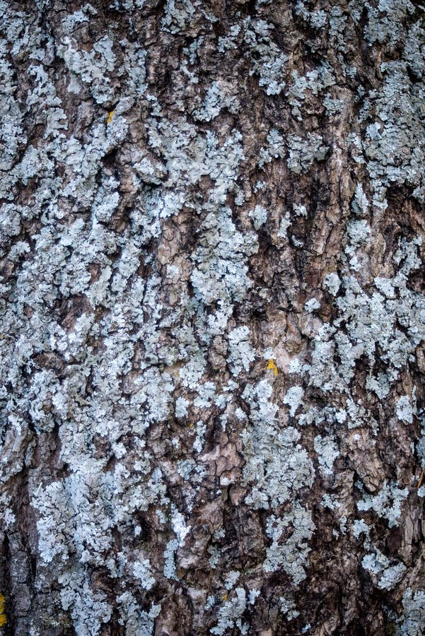 Tree Trunk with Lichen Texture Stock Photo - Image of forest, rough ...