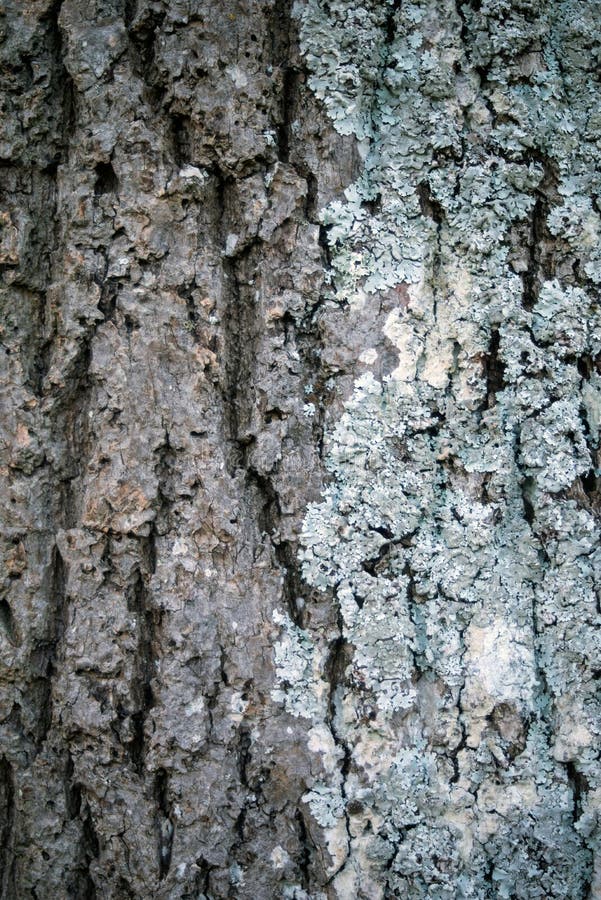 Tree Trunk with Lichen Texture Stock Image - Image of rough, plant ...