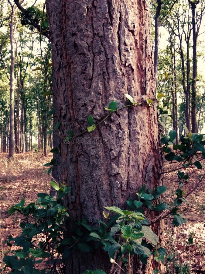 Closeup of a tree trunk stock image. Image of plant - 146188561
