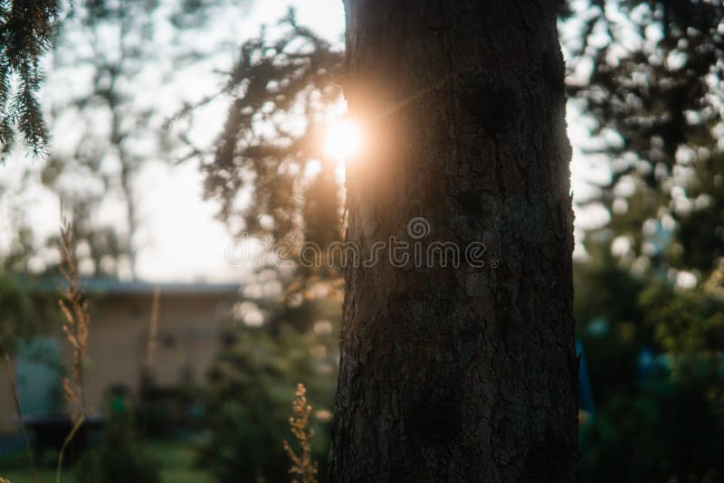 Closeup of the Tree Trunk in the Park with the Sunlight. Stock Image ...