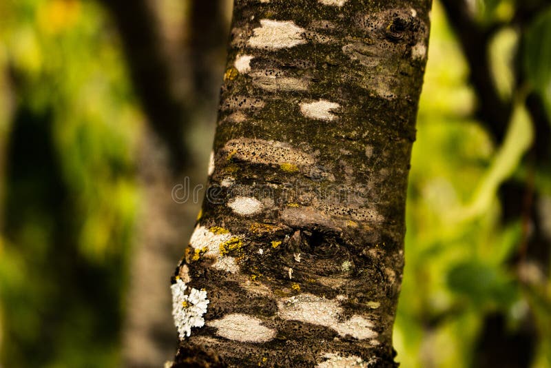 Closeup of the Tree Trunk Pattern. Stock Photo - Image of wood, trunk ...