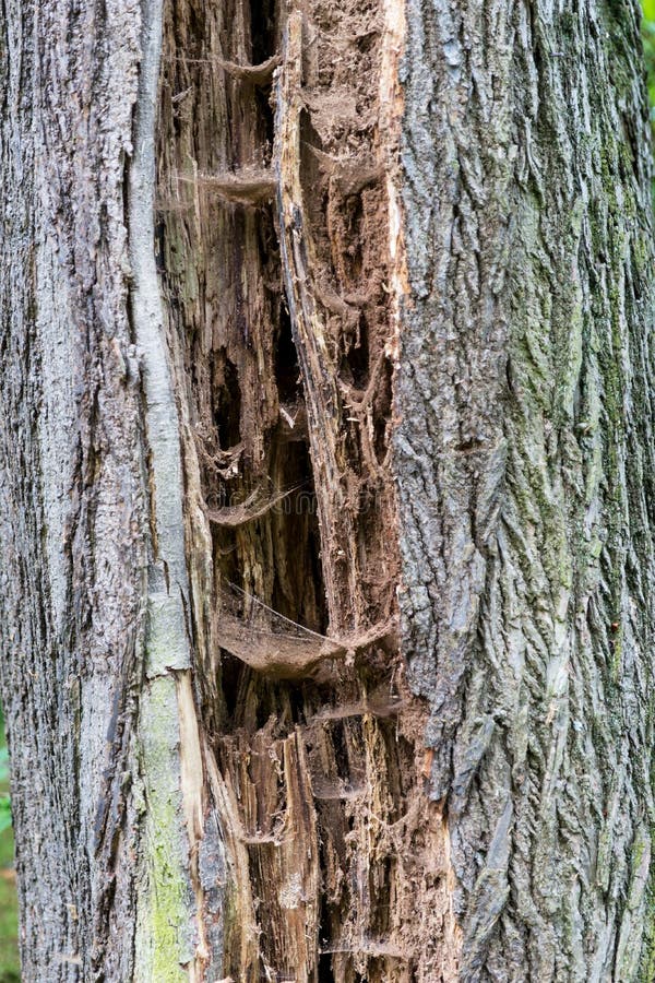 Closeup of Lightning Strikes in a Dark Night Sky Over a Village Stock ...