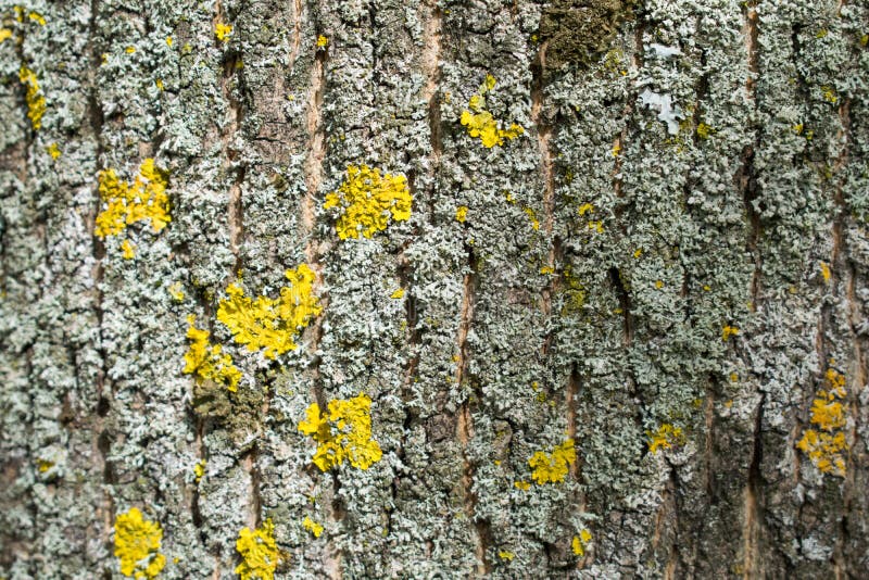 Closeup of a Tree Trunk Texture in a Park Stock Photo - Image of timber ...