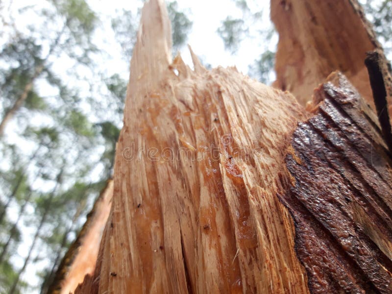 Closeup Tree Wood Texture in the Forest Stock Photo - Image of ...