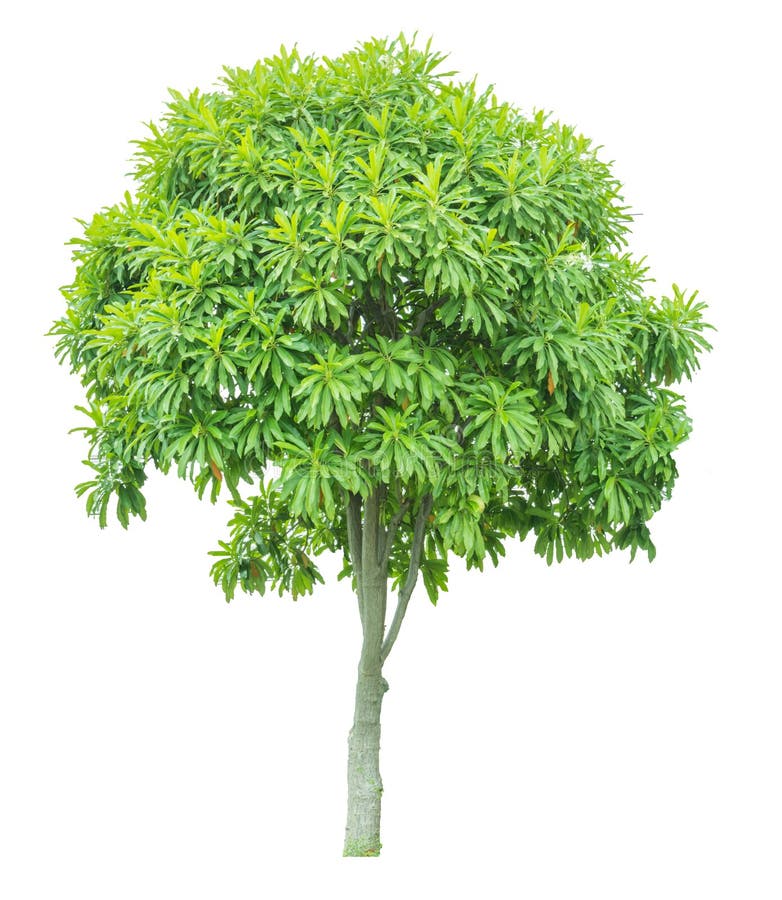 Closeup Trees Isolated on White Backgrounds Stock Image - Image of ...