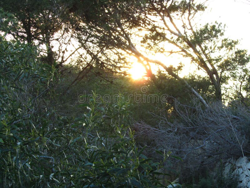 Closeup of Trees and Shrubs at Sunset in the Maltese Countryside Stock ...