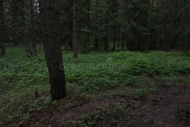 Closeup of Trees Surrounded by Plants in a Forest Stock Photo - Image ...