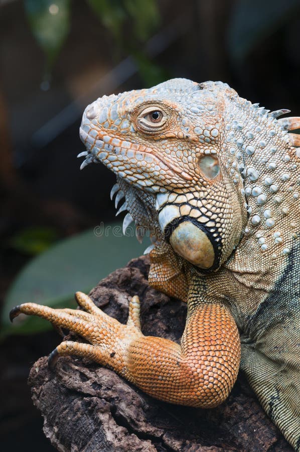 Closeup of a Tropical Colorful Iguana Stock Image - Image of lizard ...