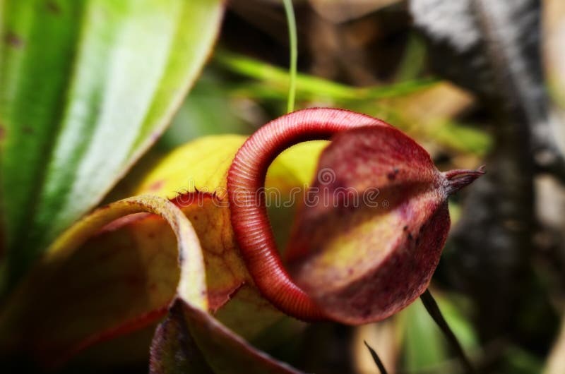 Closeup of Tropical Pitcher Plant Stock Image - Image of close ...