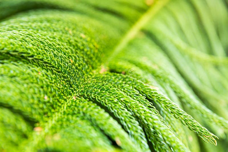 Closeup of tropical plant. stock photo. Image of background - 84543664