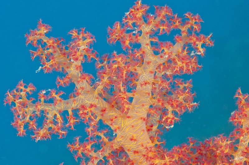 Closeup of Tropical Soft Coral Stock Image - Image of animal, tropical ...
