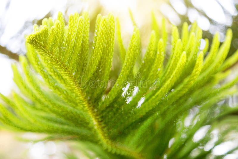 Closeup of a Tropical Tree Branch Stock Photo - Image of beach ...