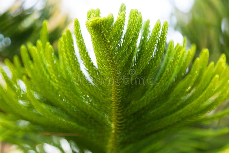Closeup of a Tropical Tree Branch Stock Image - Image of stem, lush ...