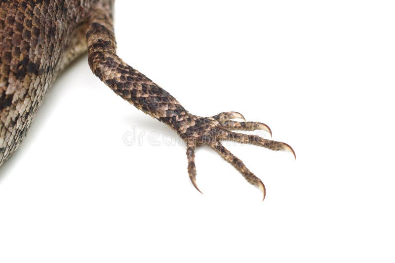 Lizard Claw on Tree stock photo. Image of nature, wild - 8976728