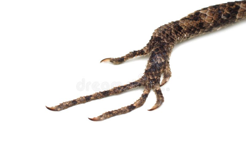Lizard Claw on Tree stock photo. Image of nature, wild - 8976728