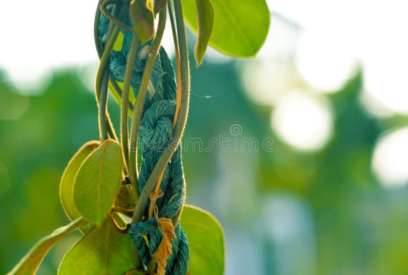 Closeup Tropical Vine on Rope Stock Image - Image of closeup, natural ...