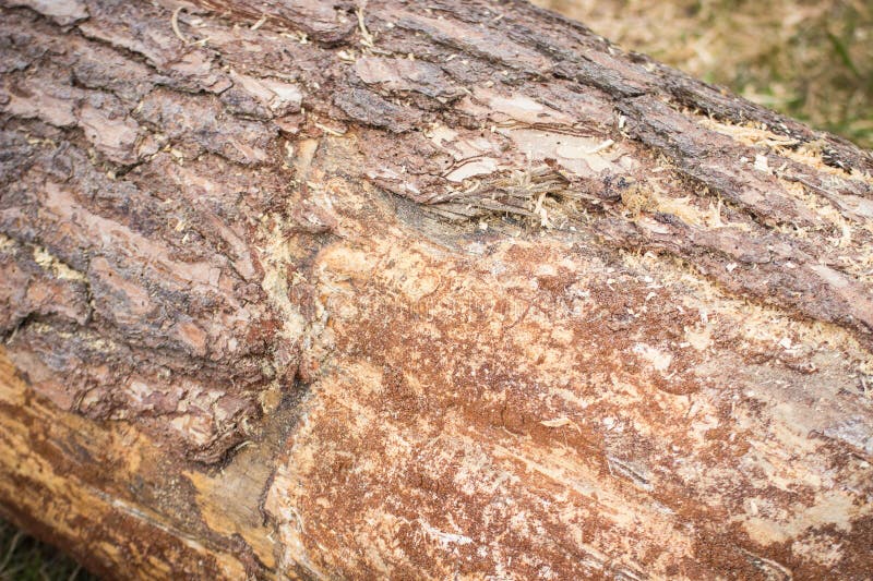 Trunk of Cut Tree Lying in Park or Forest Stock Photo - Image of ...