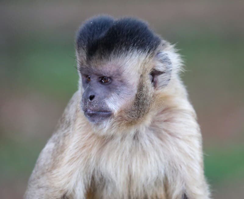 Closeup of Tufted Capuchin Monkey (Sapajus Apella), Capuchin Monkey ...