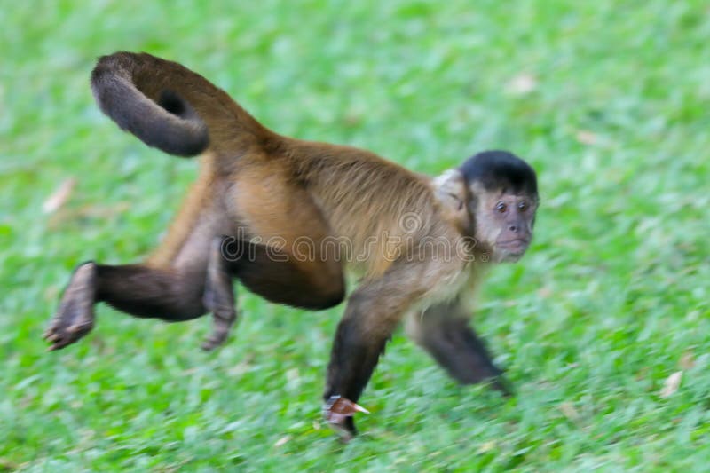 Closeup of Tufted Capuchin Monkey (Sapajus Apella), Capuchin Monkey ...