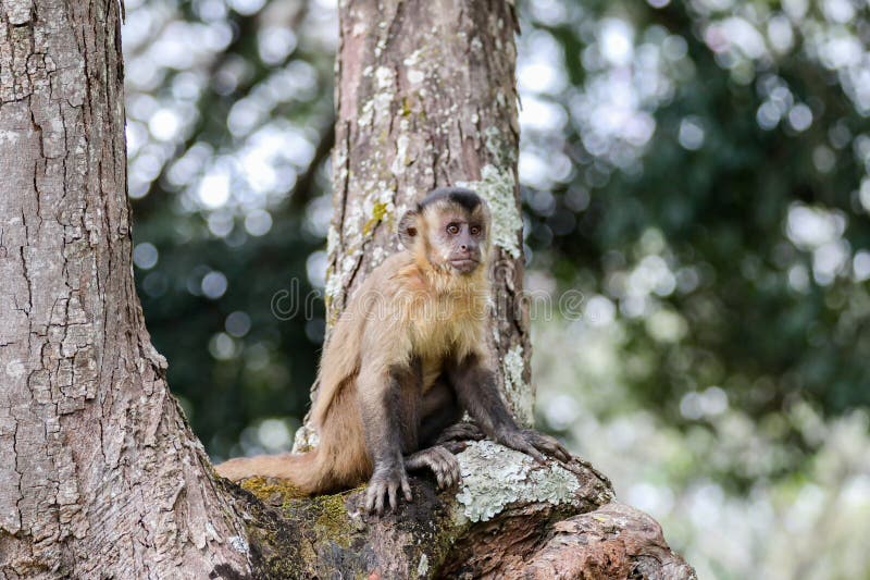 Closeup of Tufted Capuchin Monkey (Sapajus Apella), Capuchin Monkey ...