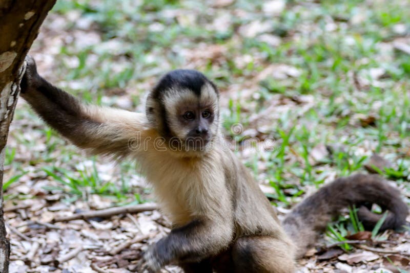 Closeup of Tufted Capuchin Monkey (Sapajus Apella), Capuchin Monkey ...