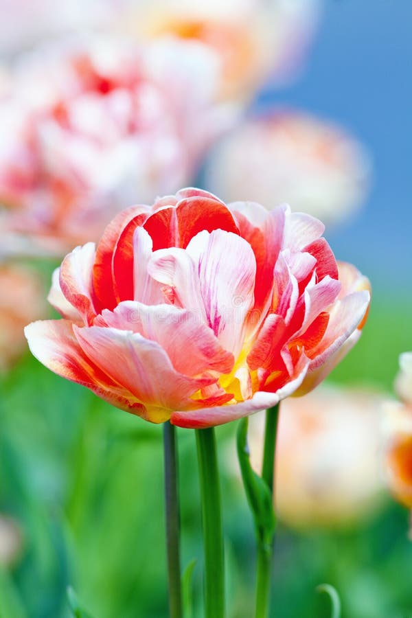 Closeup of Tulip Flower at Blossom Stock Image - Image of branch, tulip ...