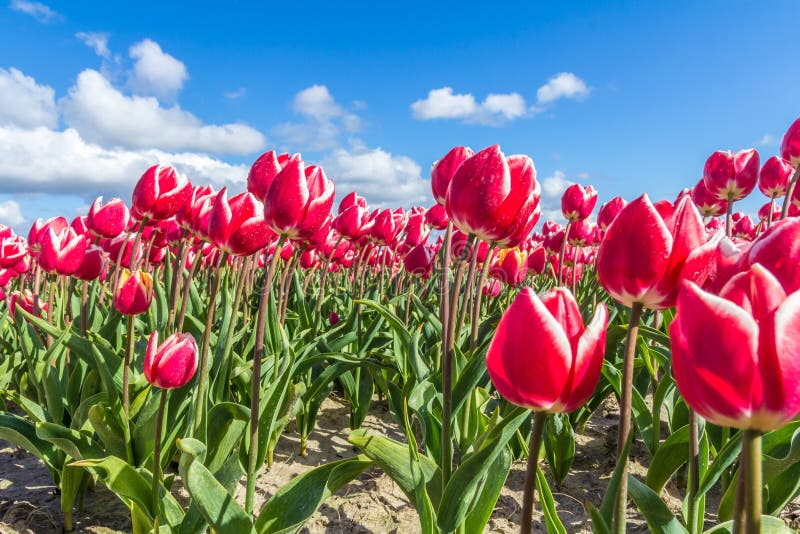 Closeup of Tulips in Dutch Spring Flower Field Stock Photo - Image of ...