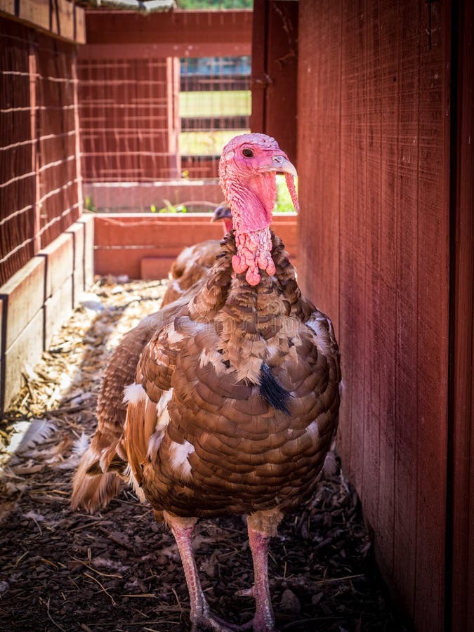 Closeup of Turkey in Barnyard Enclosure Stock Photo - Image of looking ...