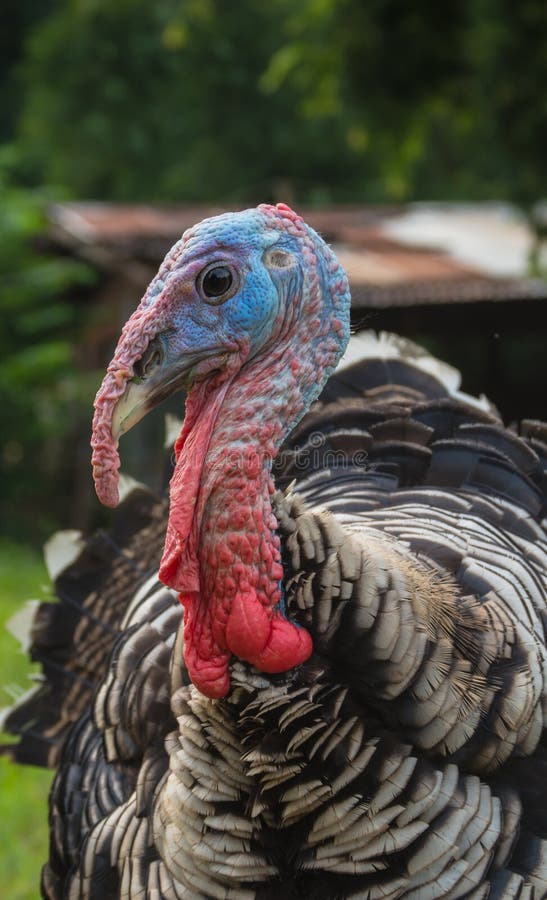 Turkey face stock image. Image of dinner, face, wattle - 46741821