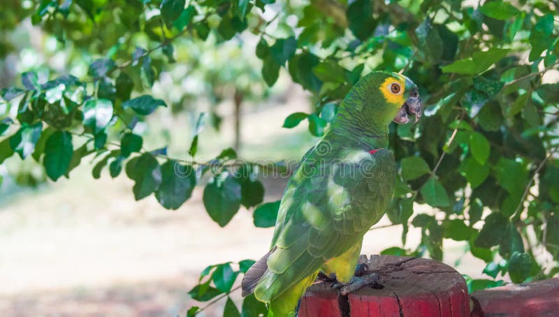 Turquoise-fronted amazon stock image. Image of isolated - 84366455